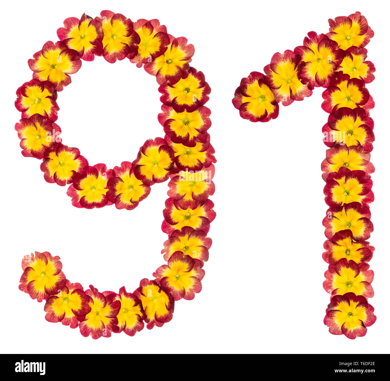 Numeral 91, ninety one, from natural flowers of primula, isolated on white background Stock ...