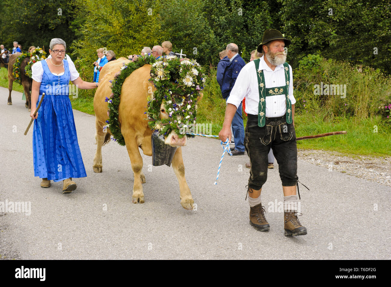Traditional and annual driving down a herd of cows with shepherds in ...