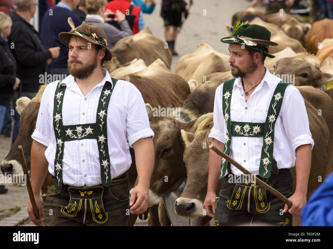 Traditional and annual driving down a herd of cows with shepherds in ...