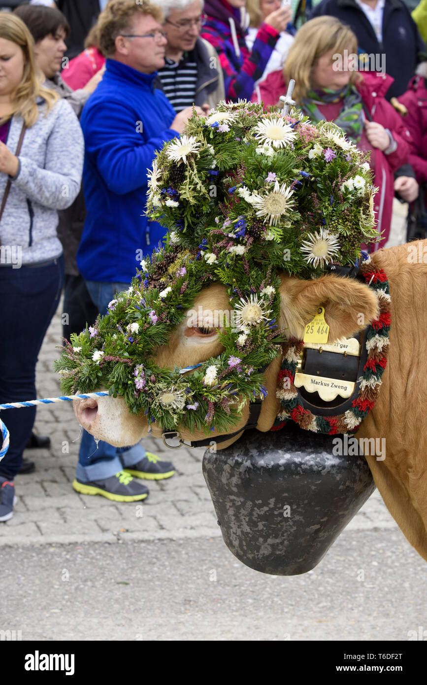 Traditional and annual driving down a herd of cows with shepherds in ...
