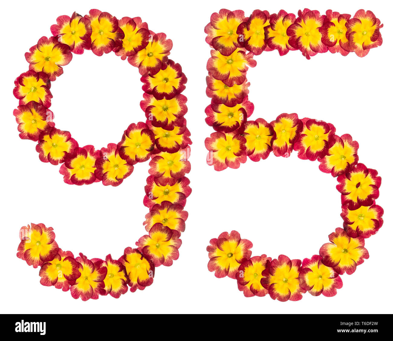 Numeral 95, ninety five, from natural flowers of primula, isolated on ...