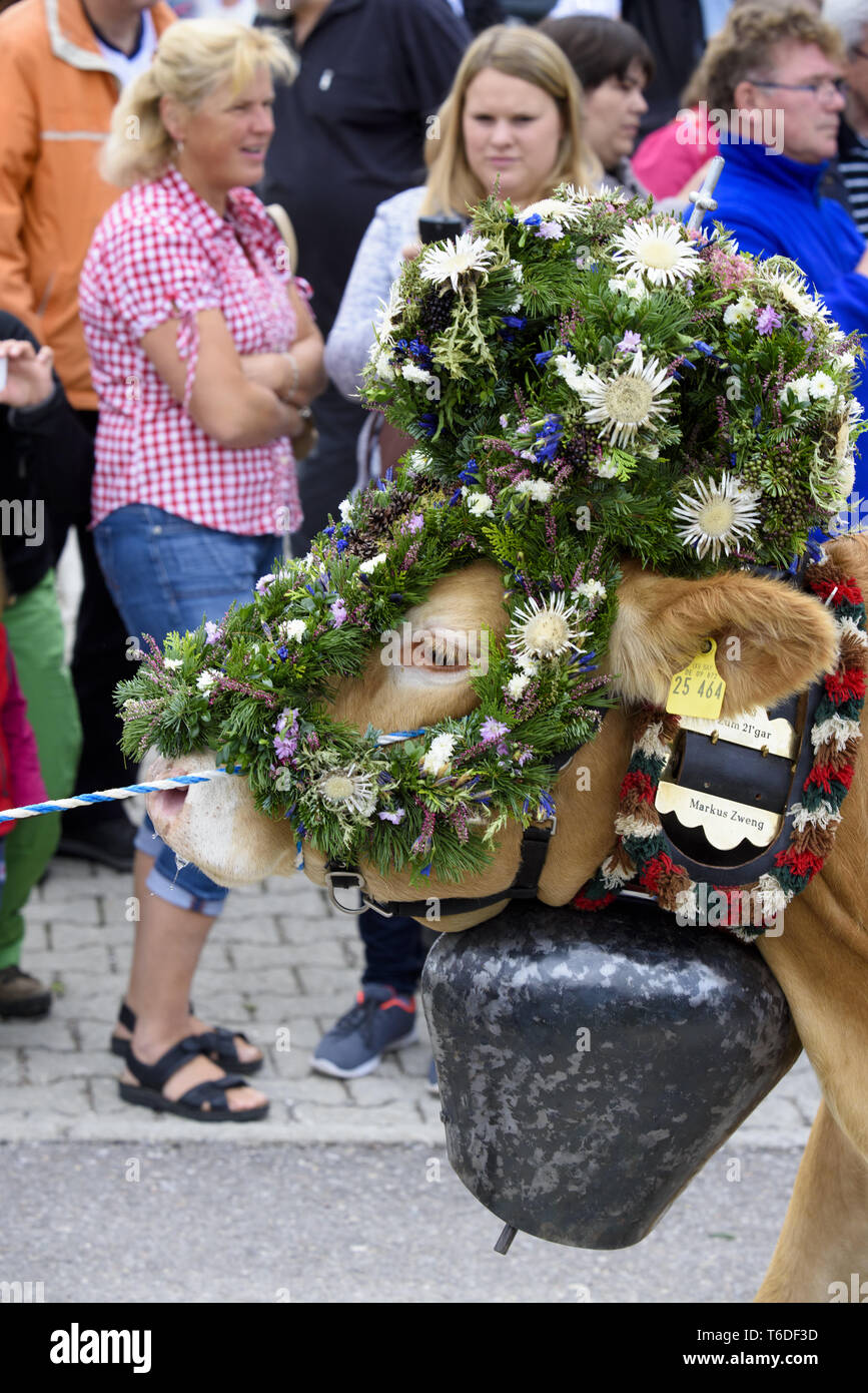 Traditional and annual driving down a herd of cows with shepherds in ...