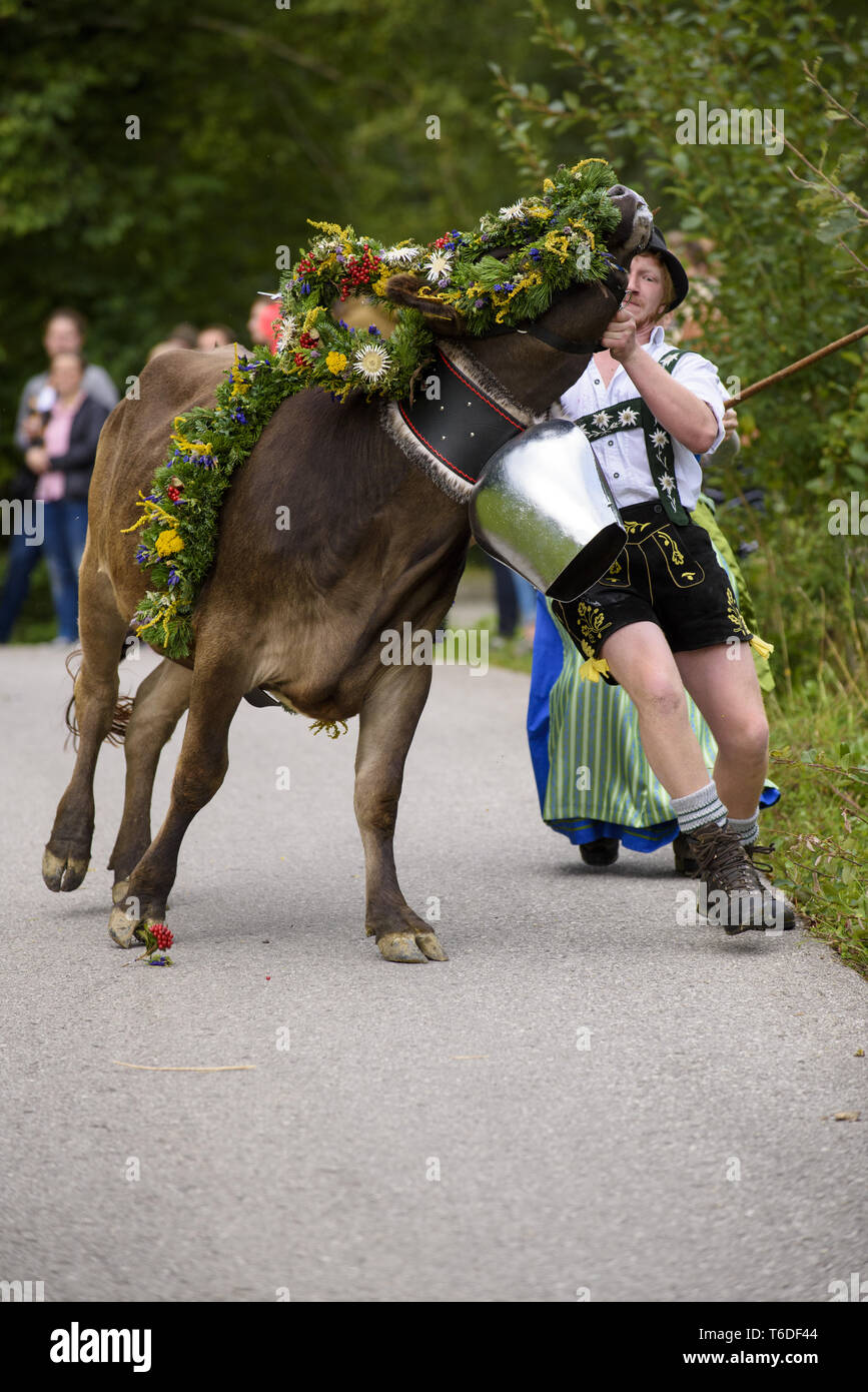 Traditional and annual driving down a herd of cows with shepherds in ...