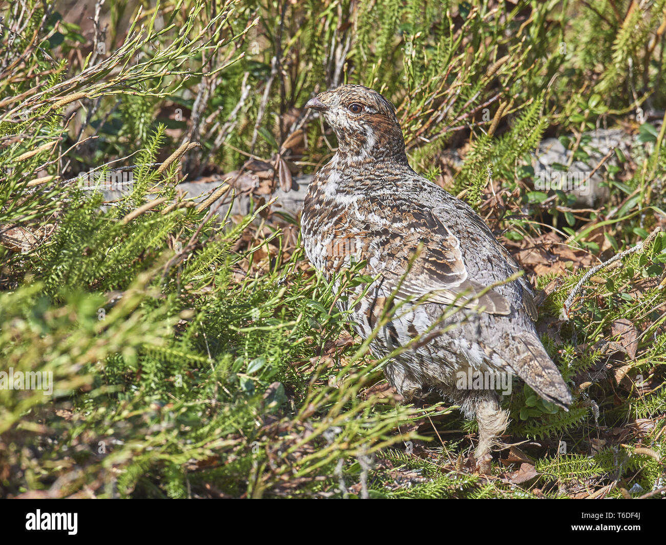 hazel grouse (Tetrastes bonasia) or hazel hen Stock Photo - Alamy