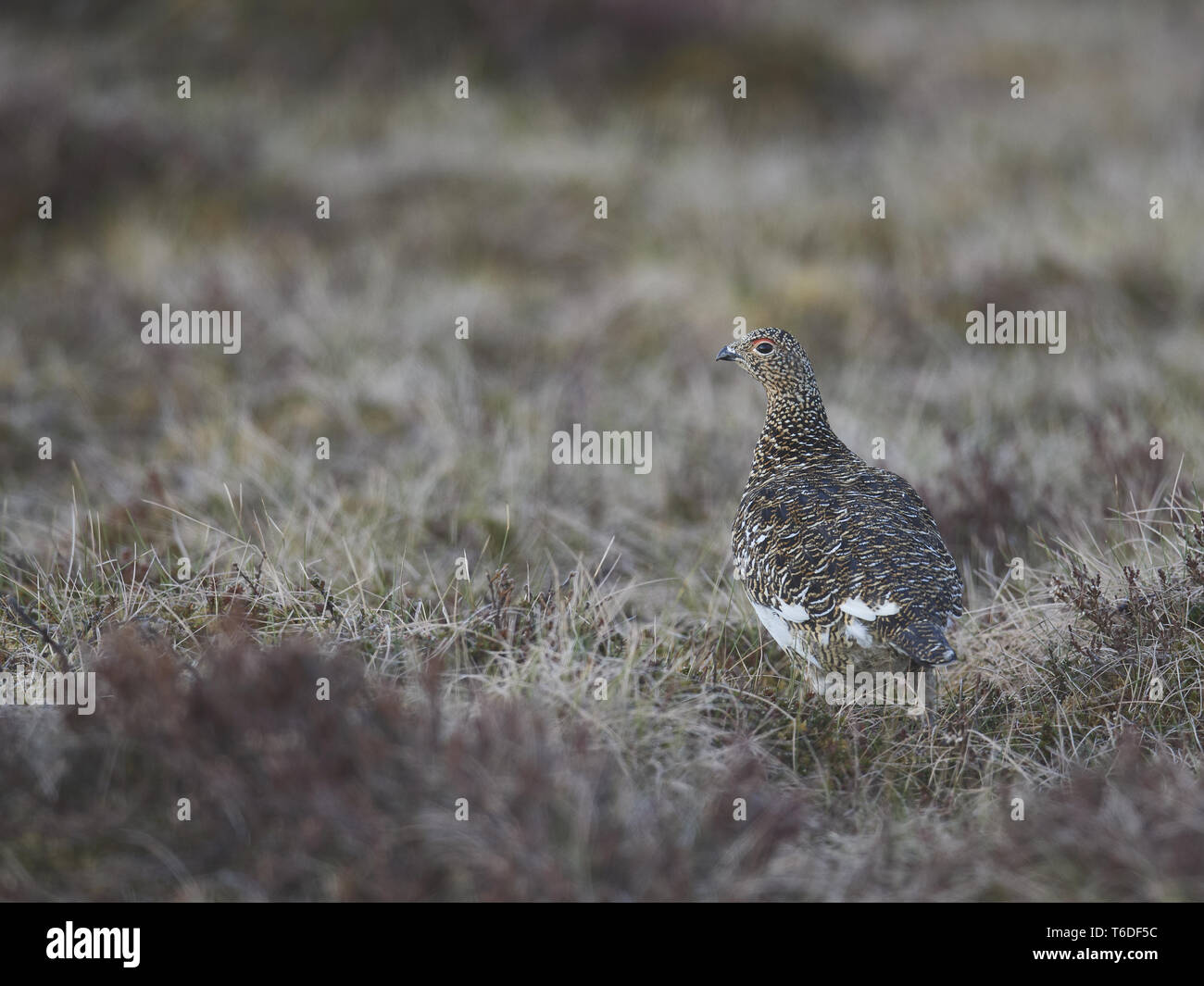 Willow ptarmigan, Lagopus lagopus Stock Photo - Alamy