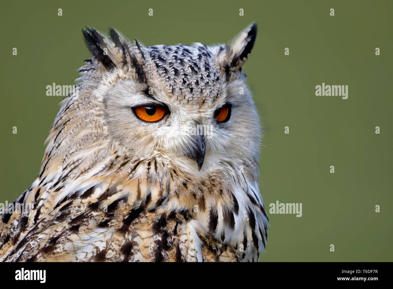 Eurasia eagle owl hi-res stock photography and images - Alamy