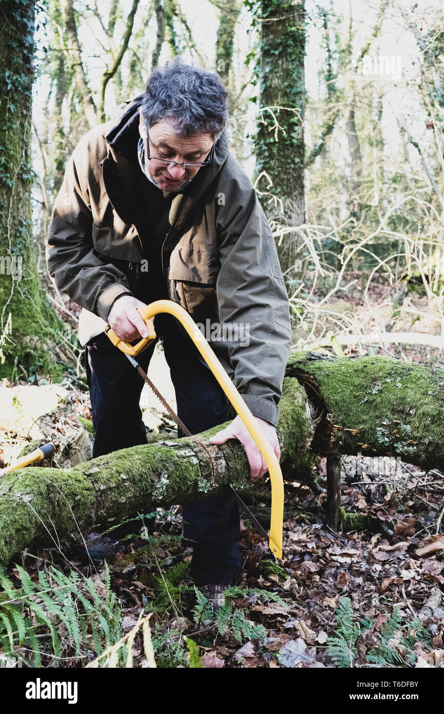 Man standing in forest, cutting tree with a bow saw Stock Photo - Alamy