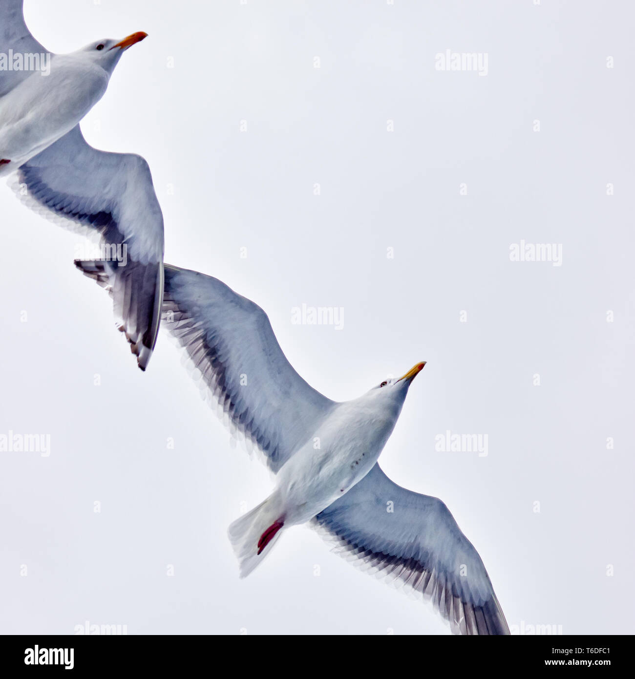 Two seagulls flying Stock Photo - Alamy