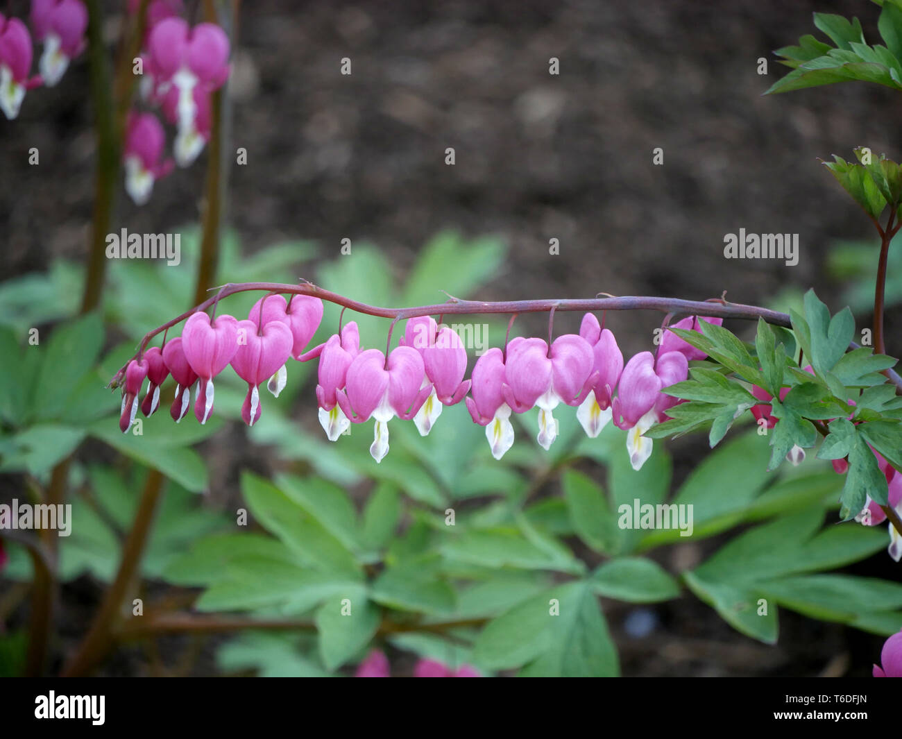 Bleeding heart flowers Lamprocapnos spectabilis growing in a garden ...