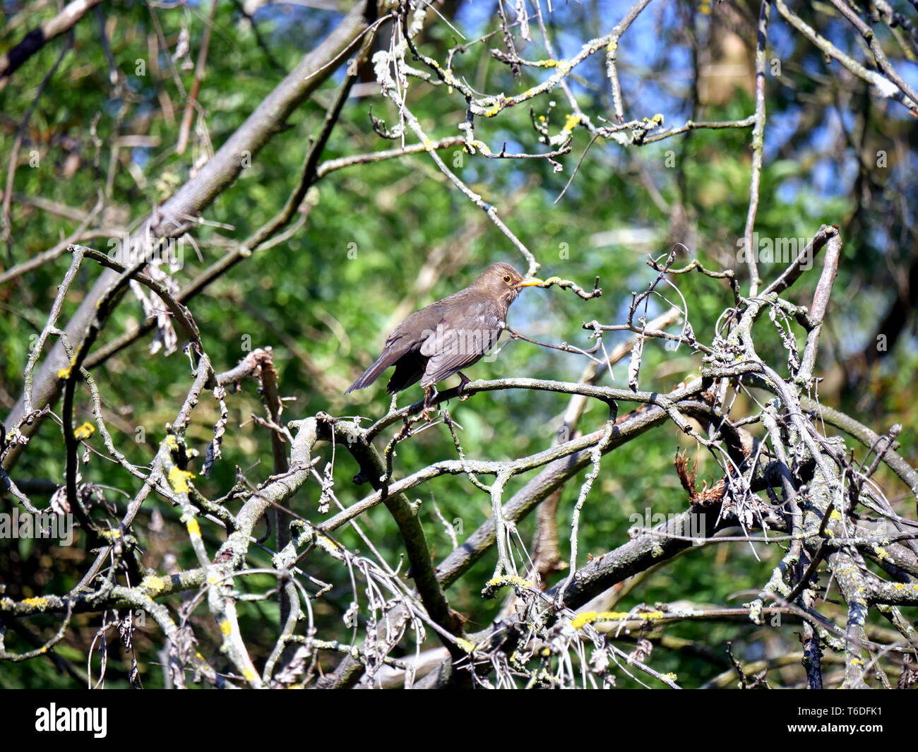 Feigning hi-res stock photography and images - Alamy