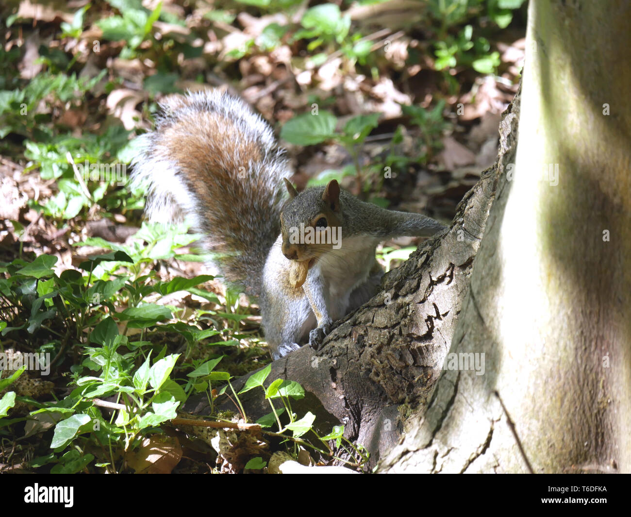 Adept hi-res stock photography and images - Alamy