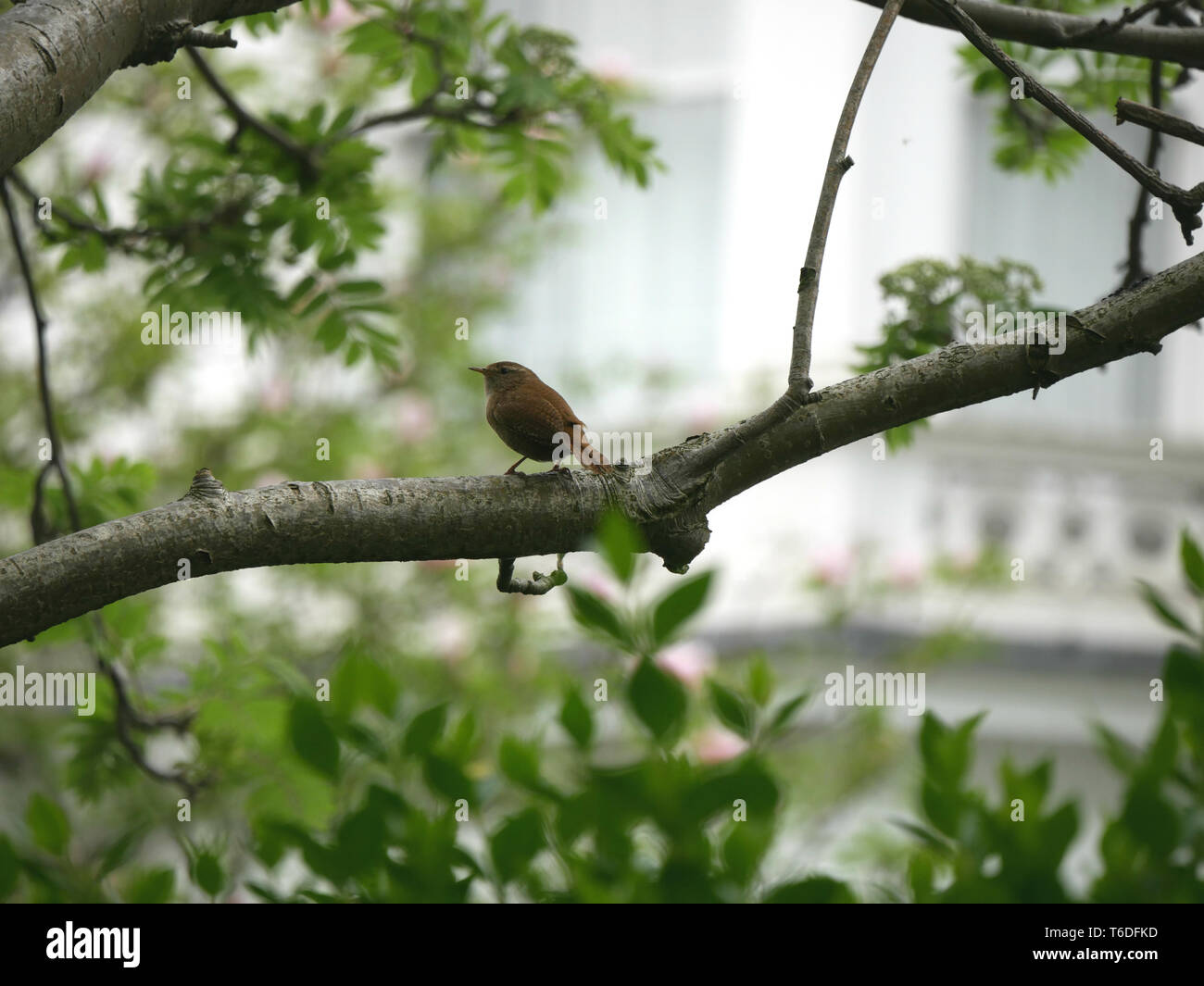 Little wren Troglodytes troglodytes perched on the branch of tree in a ...