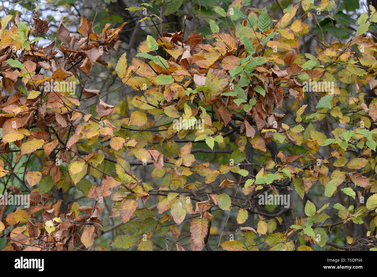 Autumn leaves on beech hedge Stock Photo - Alamy