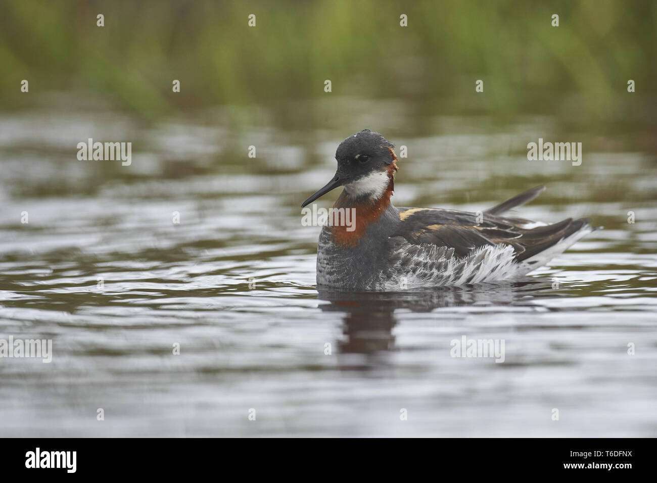 Red-necked phalarope, Phalaropus lobatus Stock Photo - Alamy