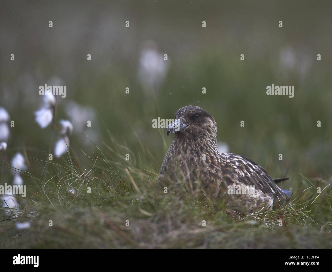 Common skua hi-res stock photography and images - Alamy