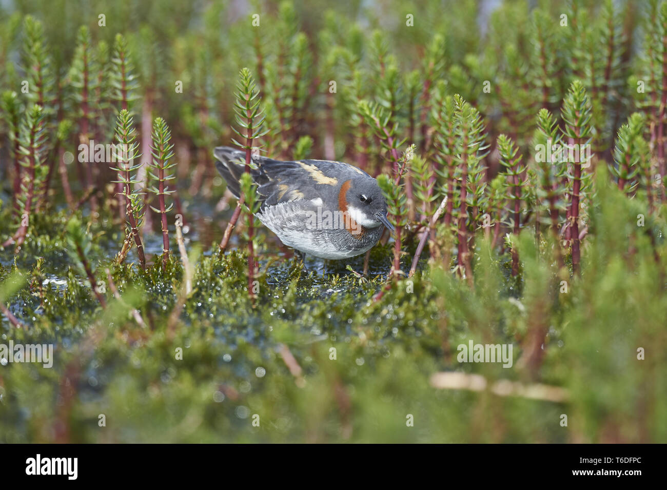 Red-necked phalarope, Phalaropus lobatus Stock Photo - Alamy