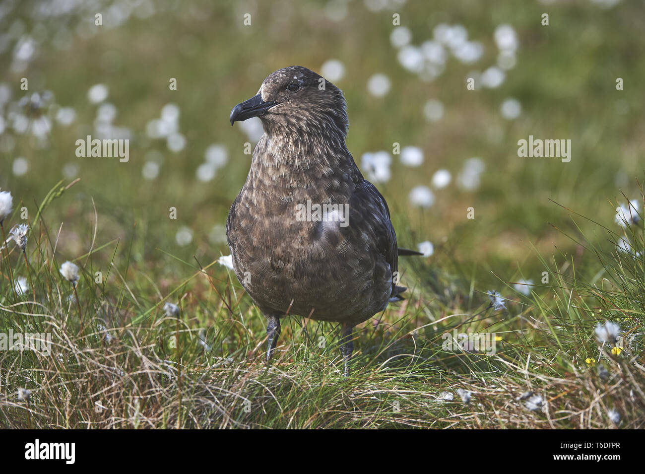Common skuas hi-res stock photography and images - Alamy