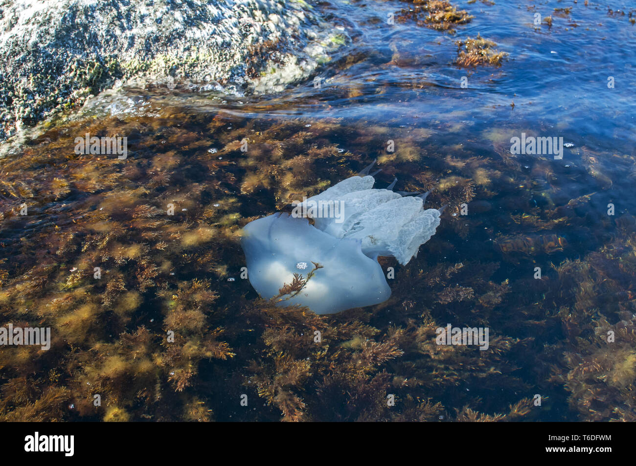Jellyfish among algae in sea waters Stock Photo - Alamy