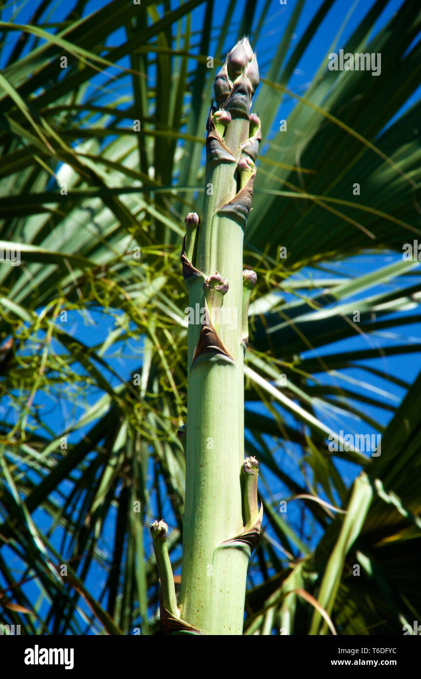 Plant with long stalk and leaves hi-res stock photography and images ...