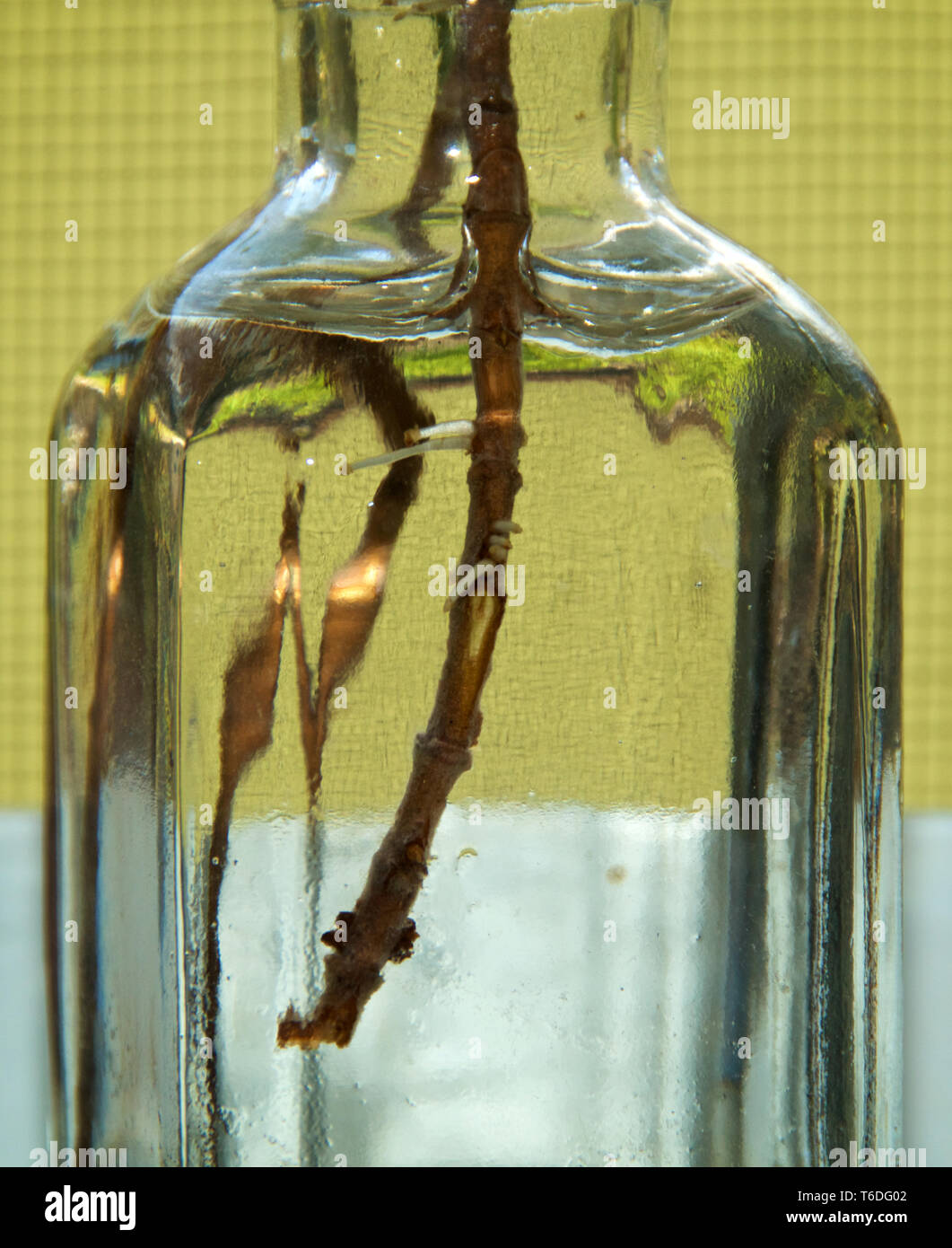 Plant roots rooting in water hi-res stock photography and images - Alamy