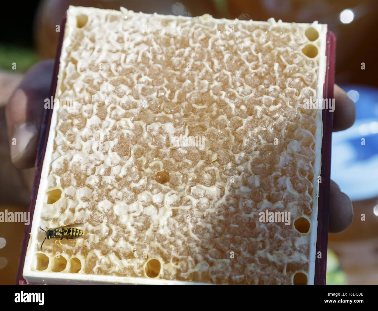 Wooden frame with honeycomb honey Stock Photo - Alamy