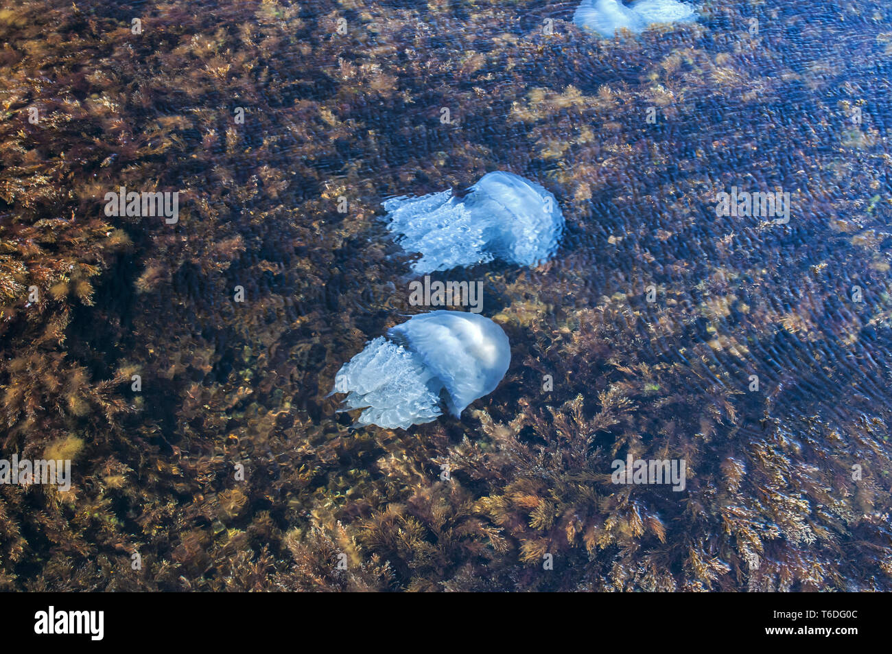 Jellyfish among algae in sea waters Stock Photo - Alamy