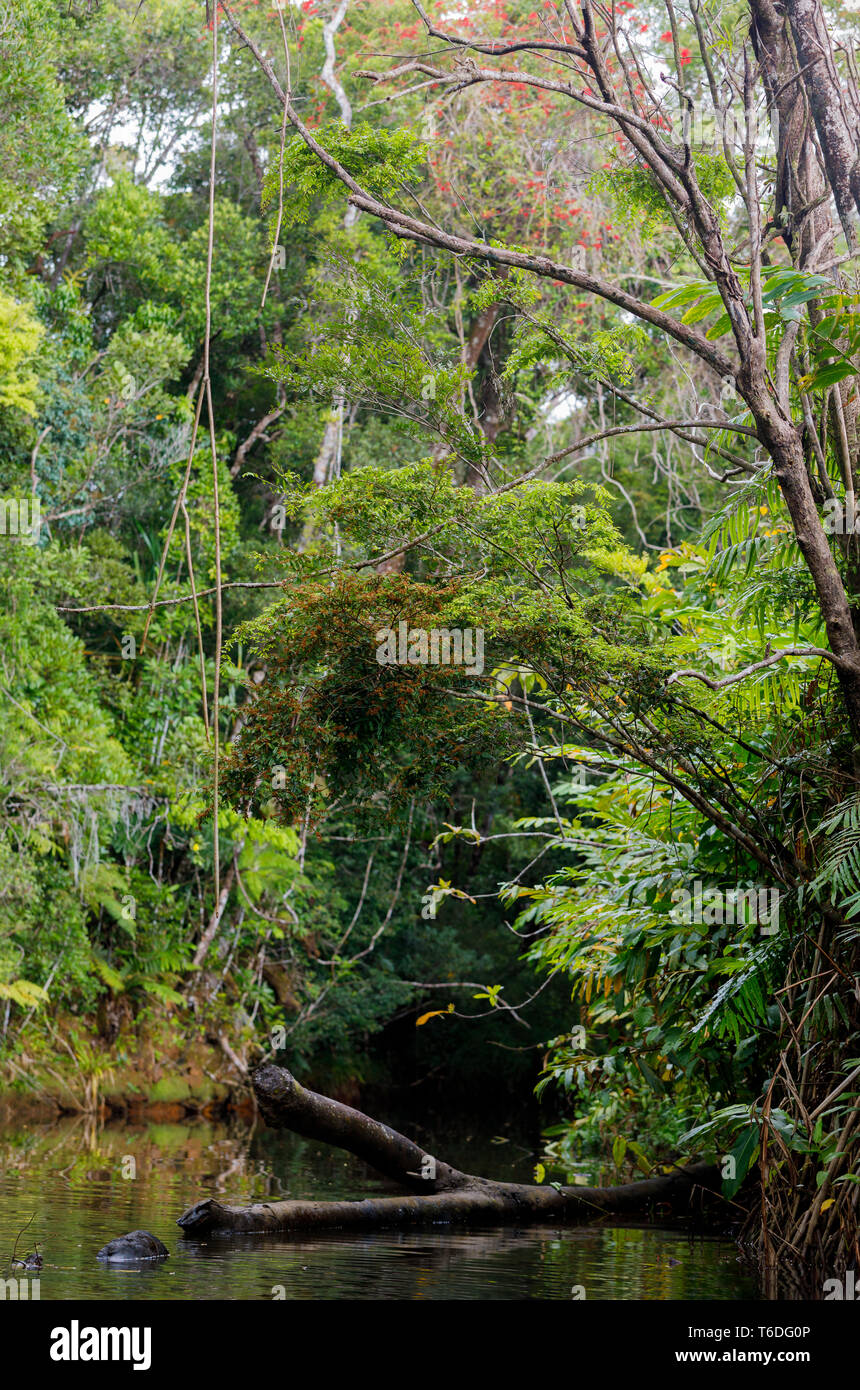 Landscape masoala national park madagascar hi-res stock photography and ...