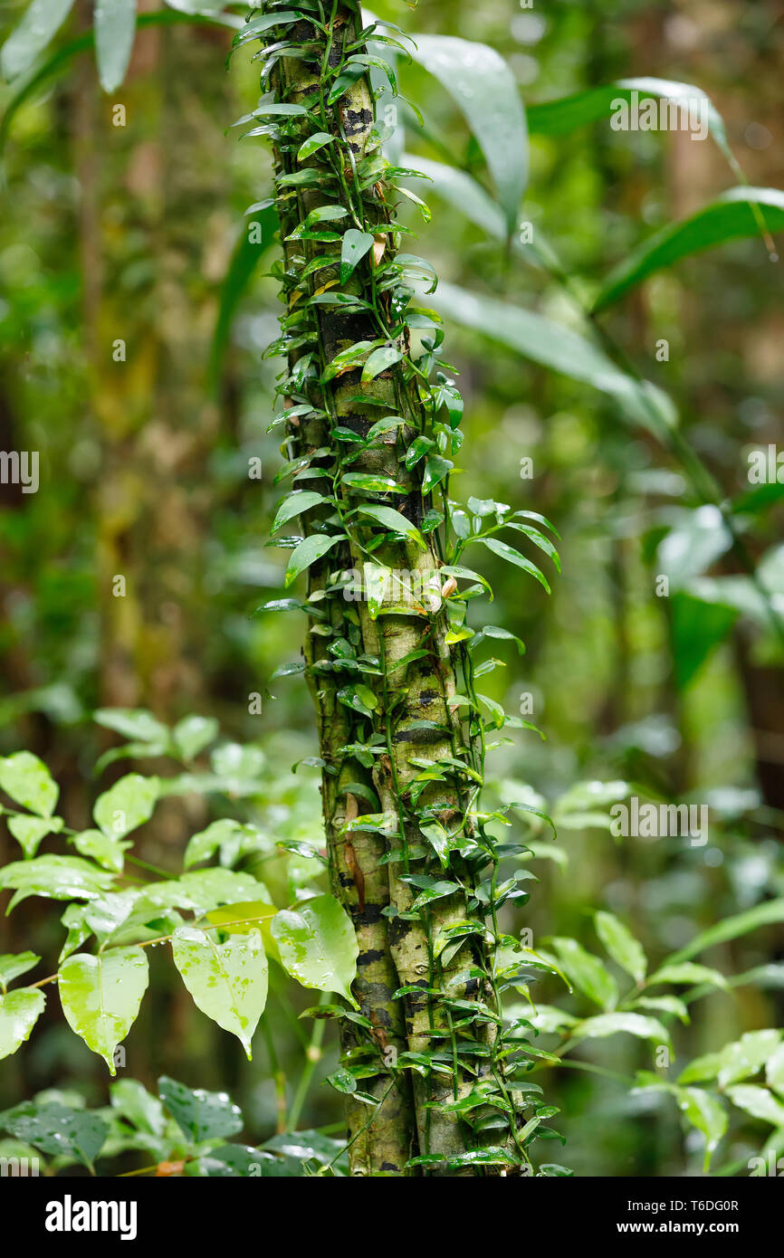 small plant on trees in Madagascar rainforest Stock Photo - Alamy
