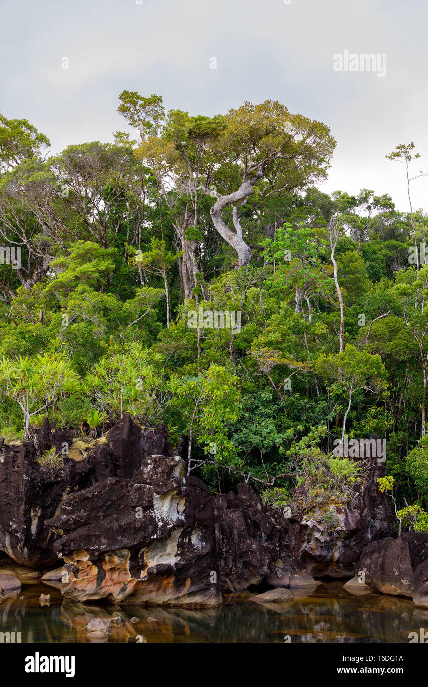 Masoala National Park landscape, Madagascar Stock Photo - Alamy