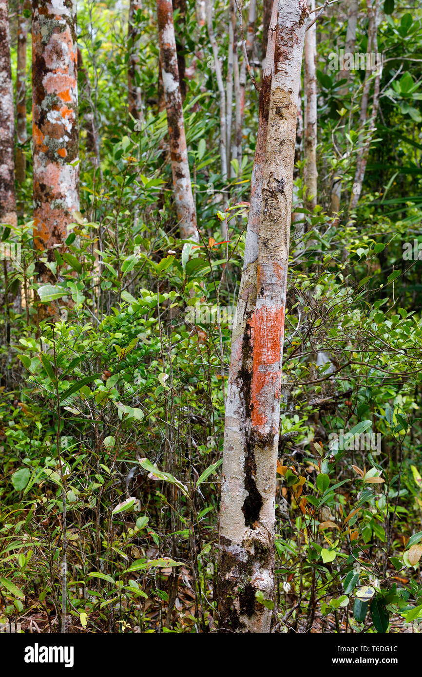 trees in Madagascar rainforest Stock Photo - Alamy