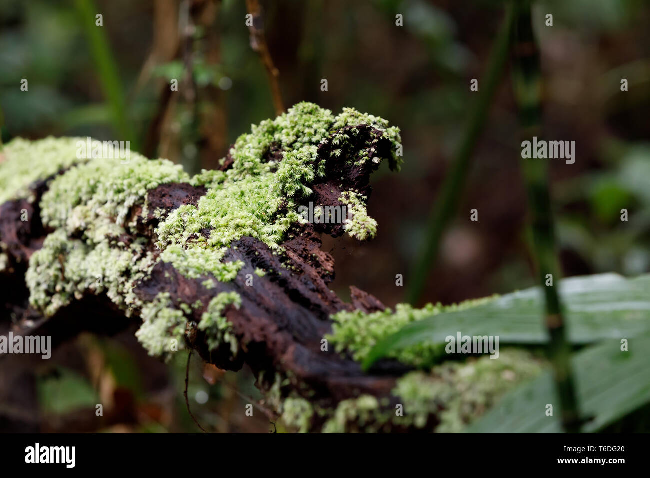 small plant on trees in Madagascar rainforest Stock Photo - Alamy