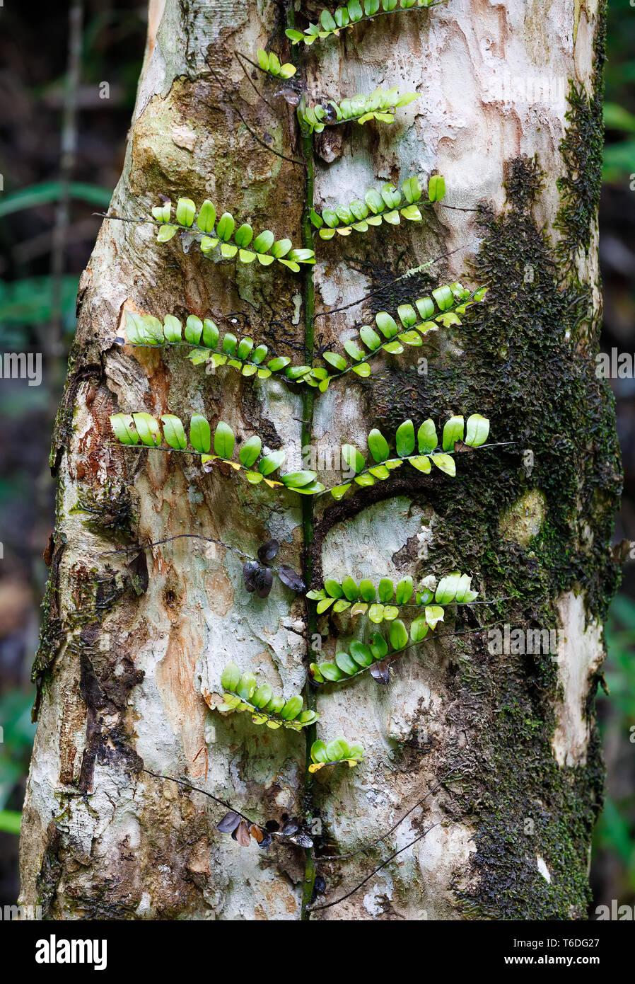 Madagascar Plants And Trees