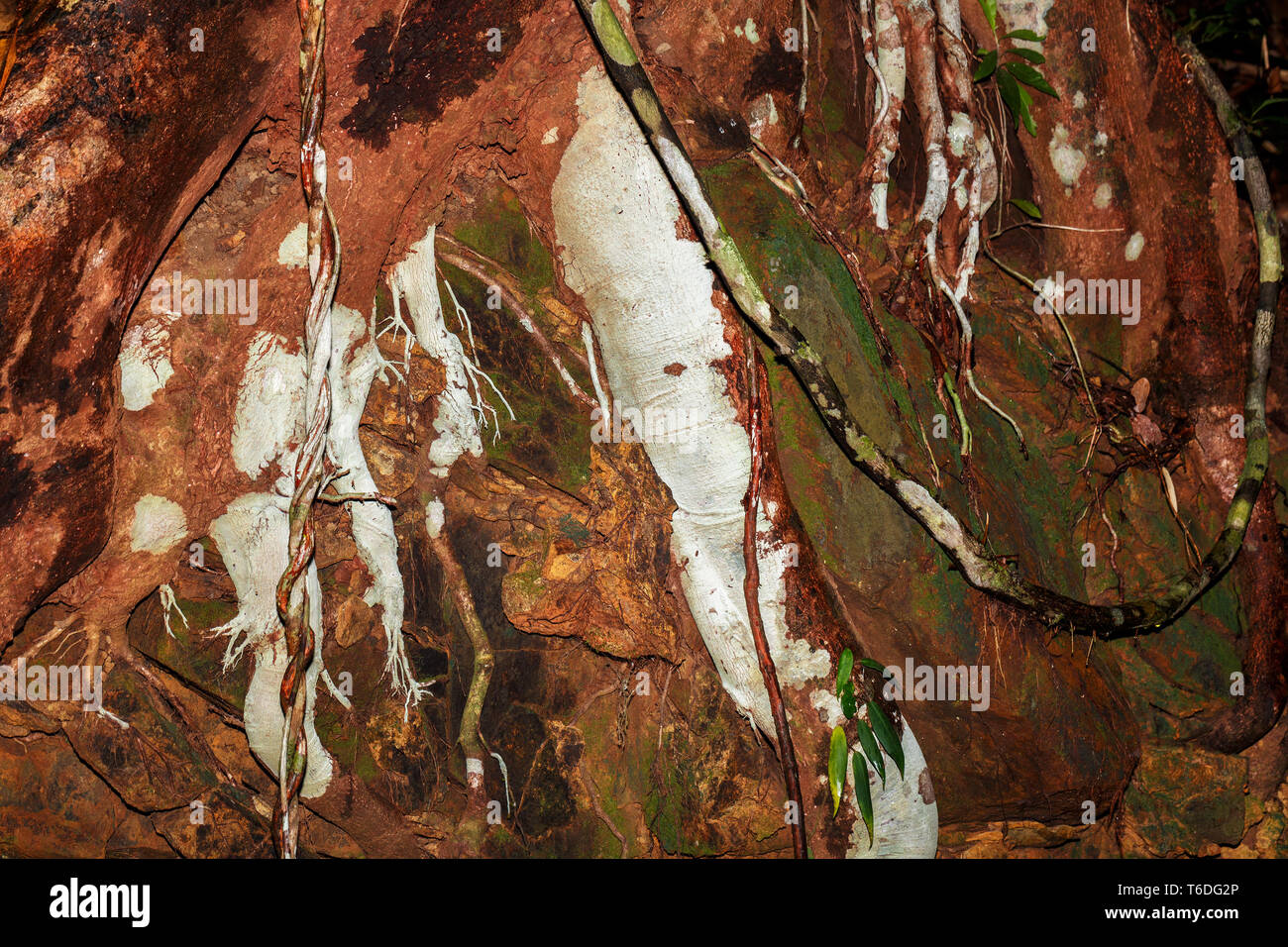 colored roots in Madagascar rainforest Stock Photo - Alamy