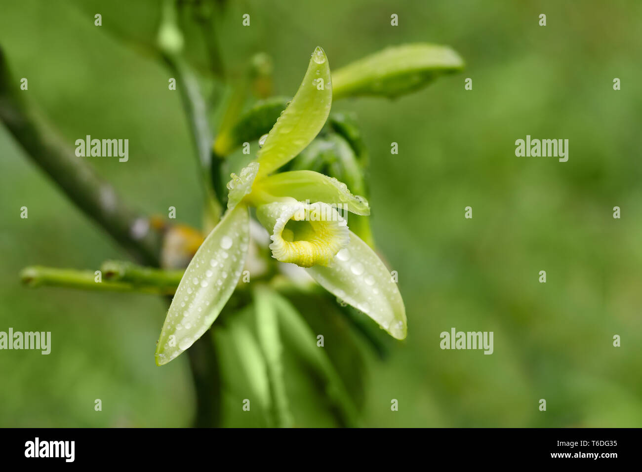 Vanilla planifolia bloom hi-res stock photography and images - Alamy