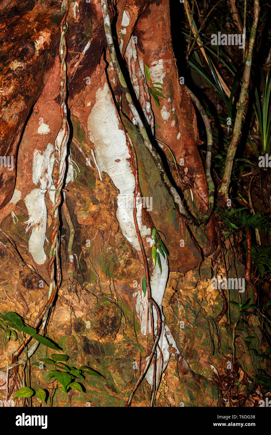 colored roots in Madagascar rainforest Stock Photo - Alamy