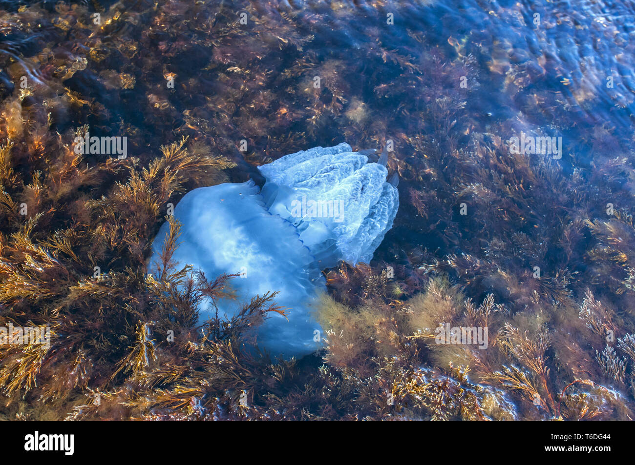 Jellyfish among algae in sea waters Stock Photo - Alamy