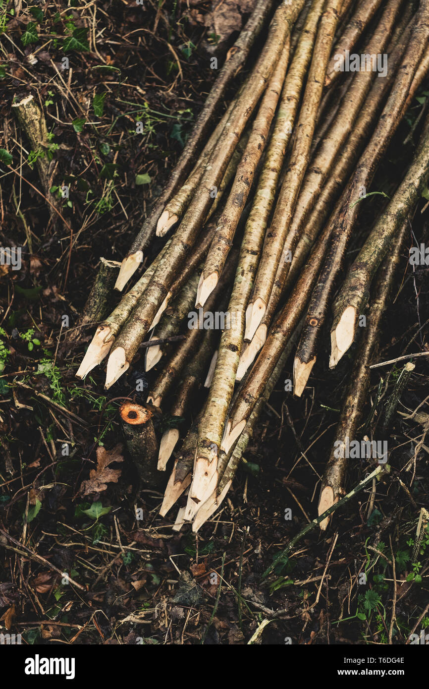 High angle close up of bunch of wooden stakes used in traditional hedge ...