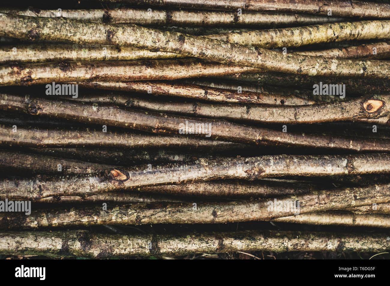 High angle close up of bunch of wooden stakes used in traditional hedge ...