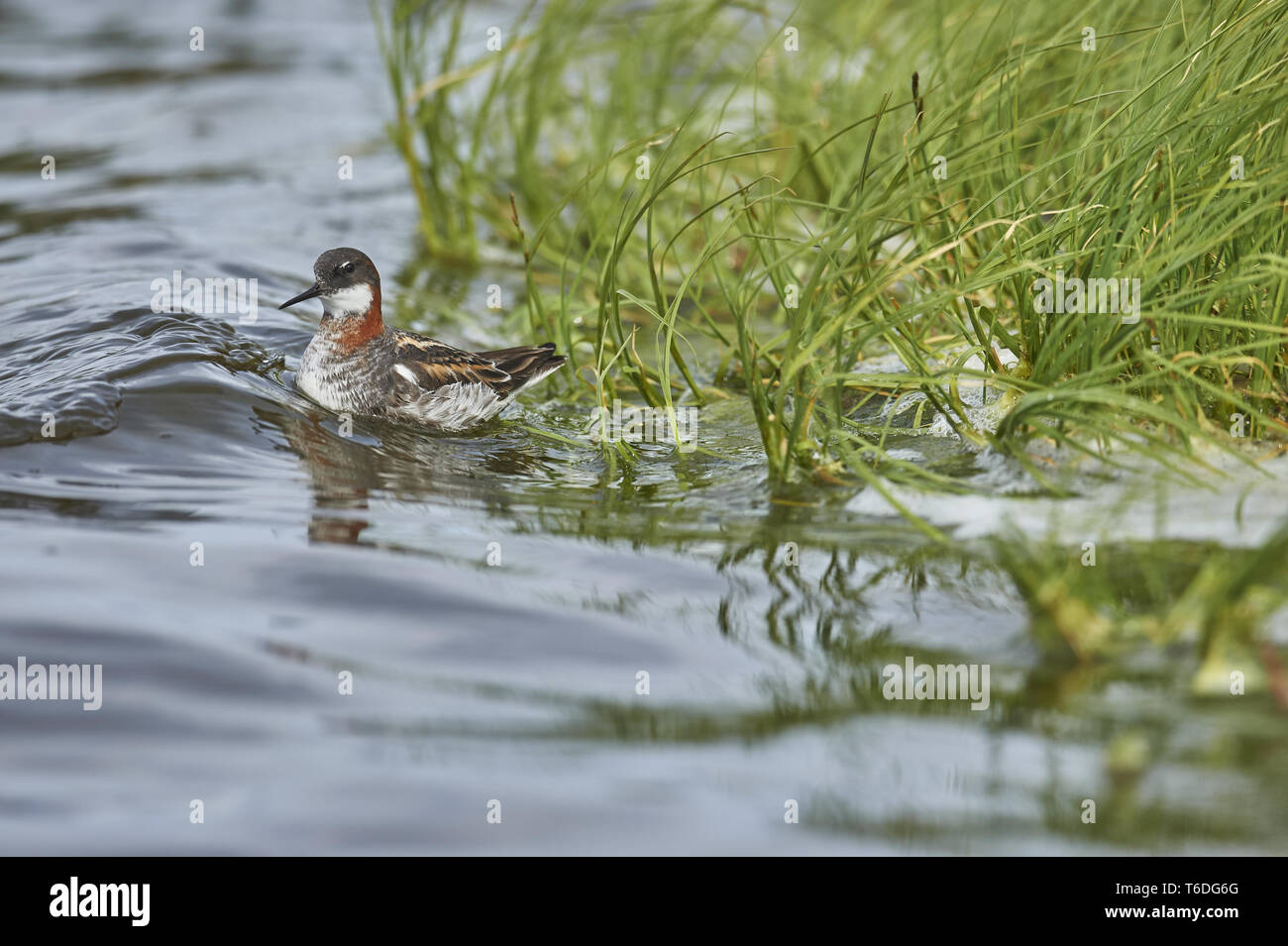 Red-necked phalarope, Phalaropus lobatus Stock Photo - Alamy
