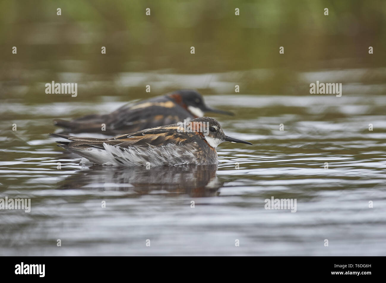 Red-necked phalarope, Phalaropus lobatus Stock Photo - Alamy