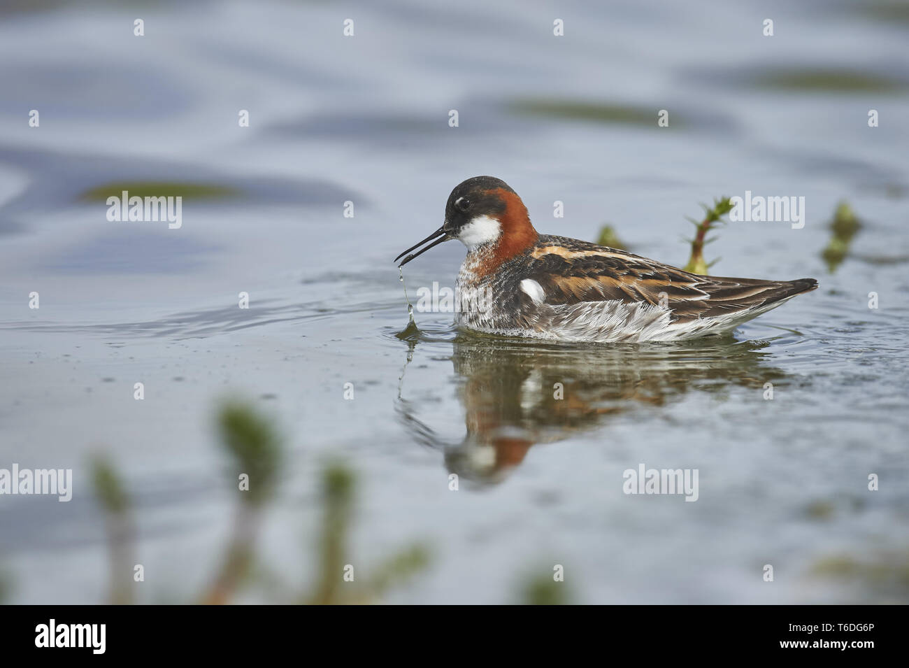 Charadriiformes phalaropus lobatus hi-res stock photography and images ...