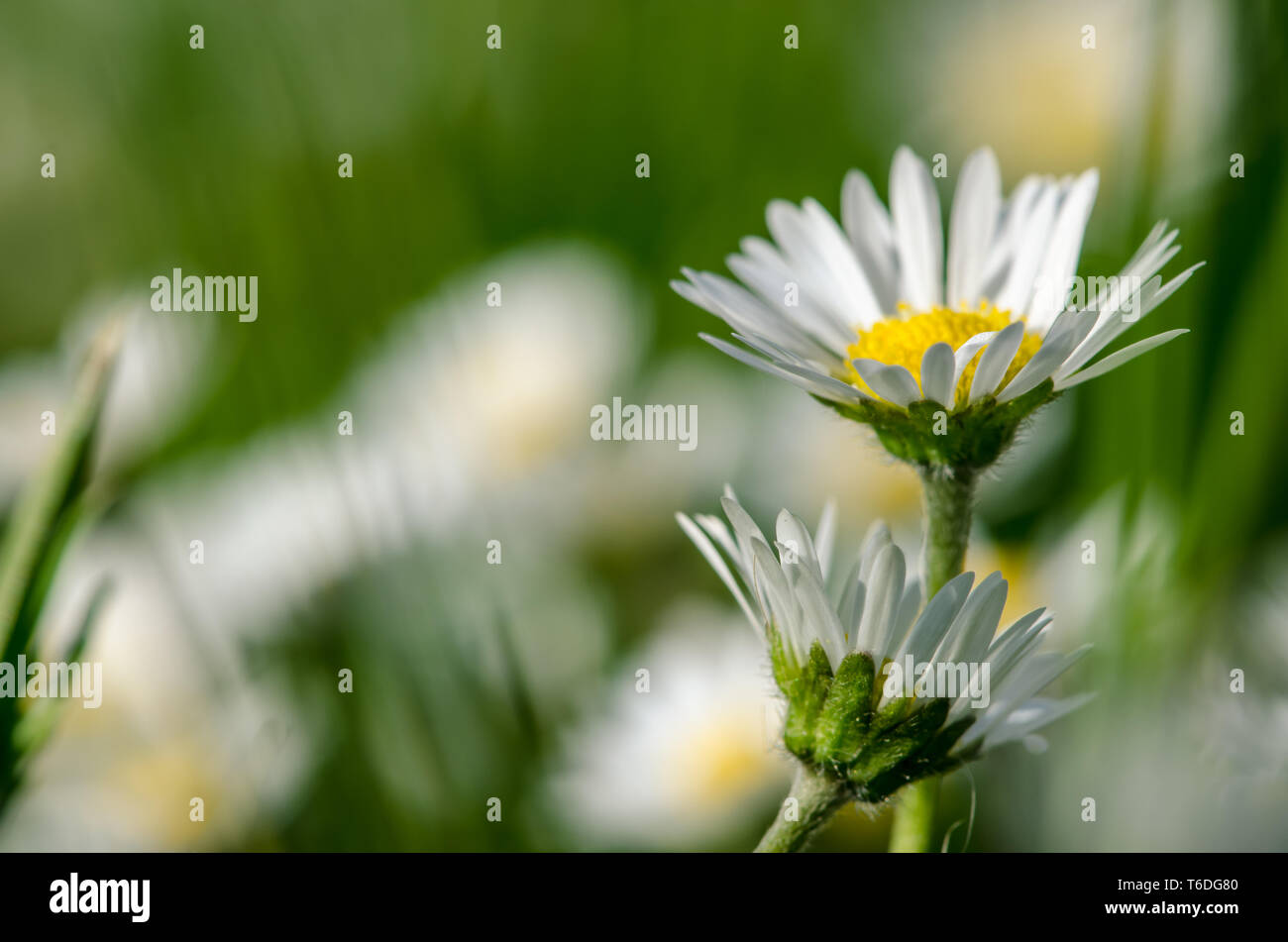 Spring_nature hi-res stock photography and images - Alamy