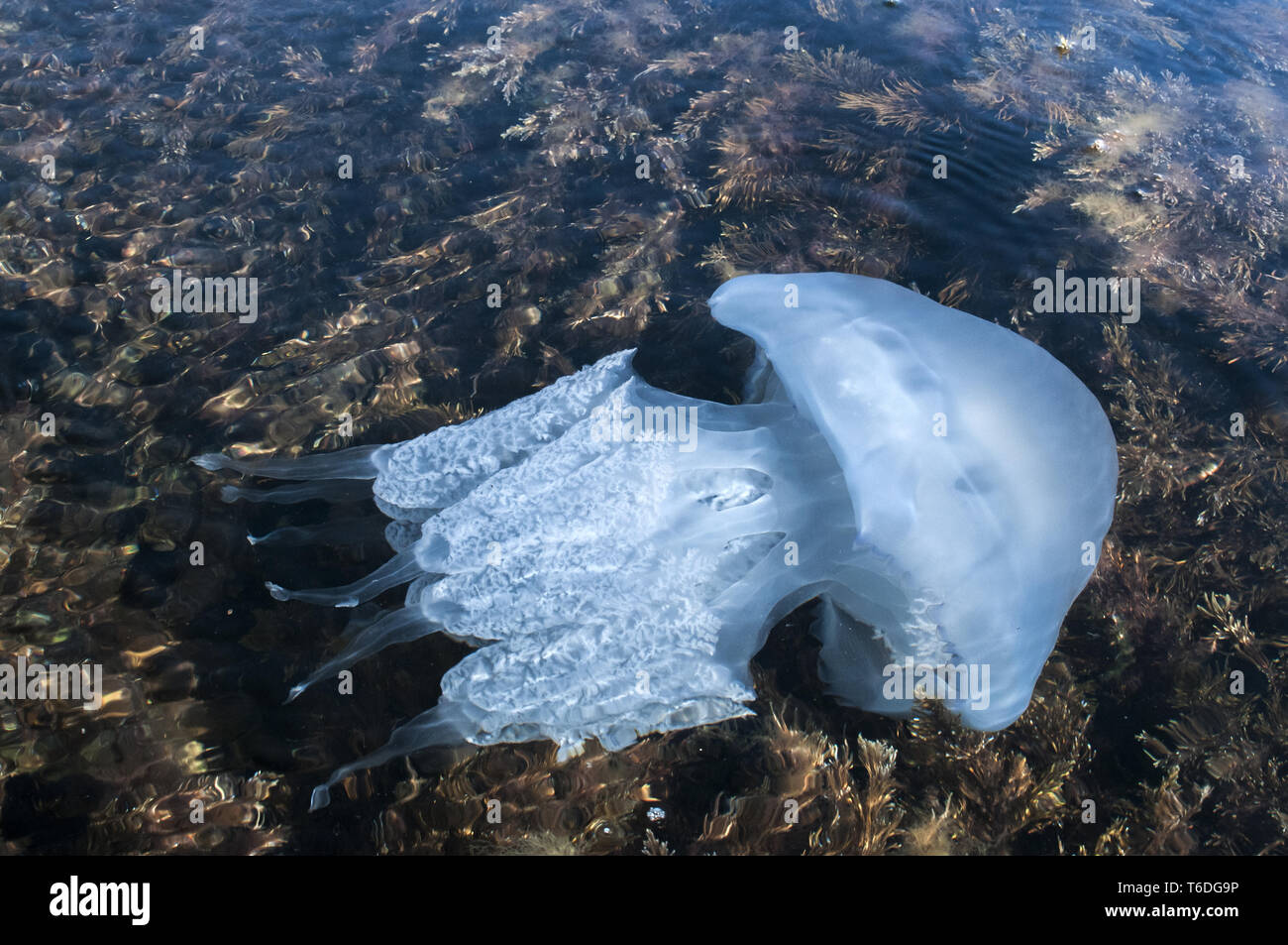 Jellyfish among algae in sea waters Stock Photo - Alamy