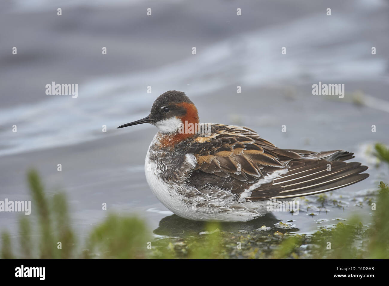 Red-necked phalarope, Phalaropus lobatus Stock Photo - Alamy
