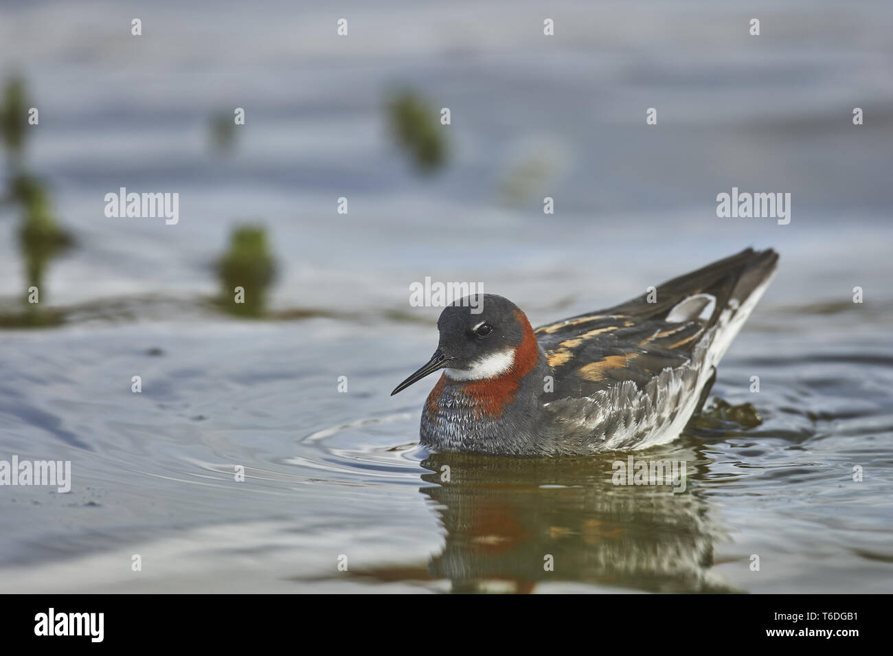 Red-necked phalarope, Phalaropus lobatus Stock Photo - Alamy