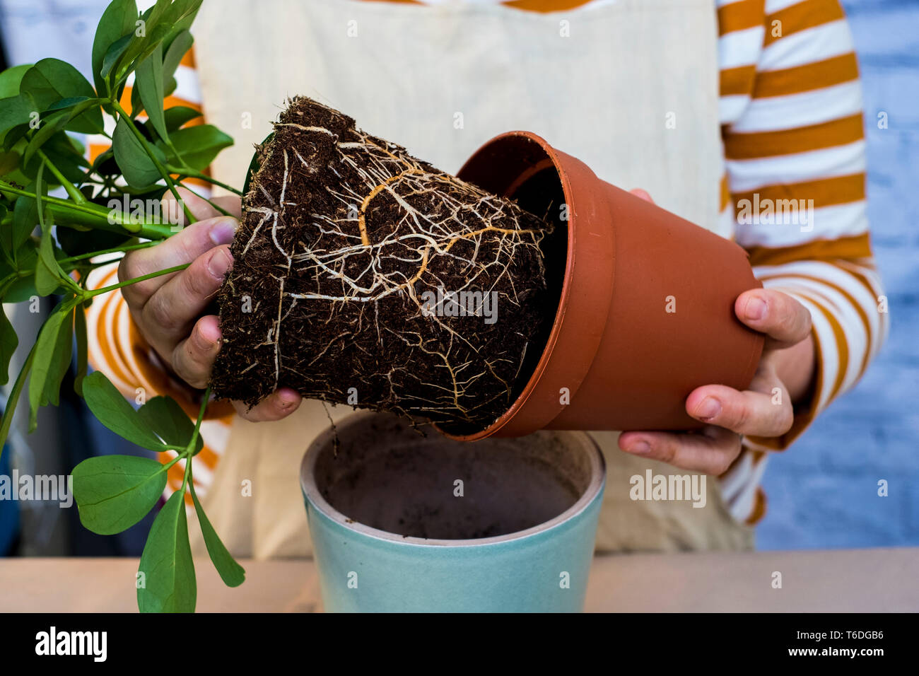 High angle close up of person re-potting plant into a blue terracotta ...