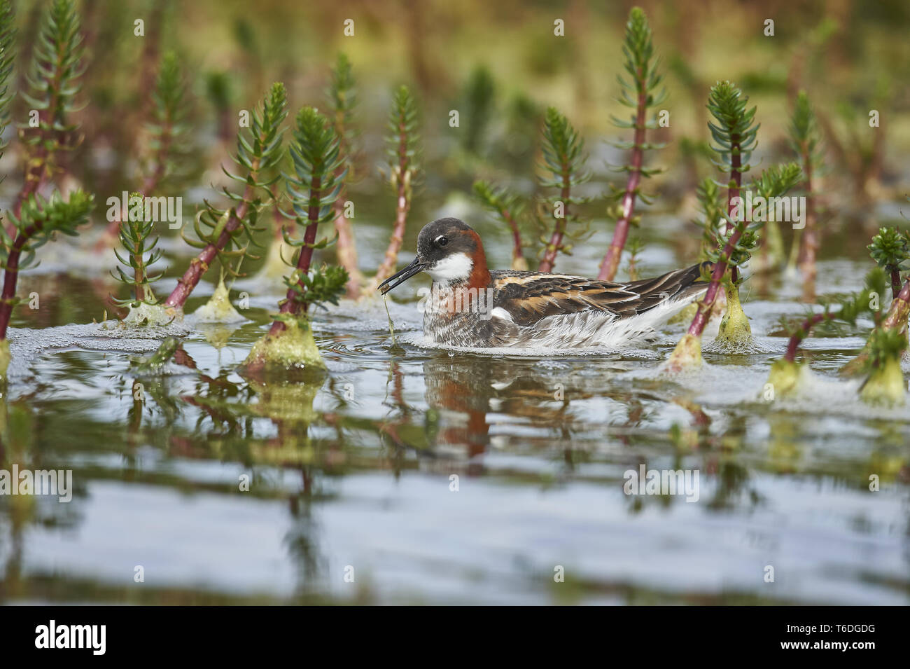 Red-necked phalarope, Phalaropus lobatus Stock Photo - Alamy