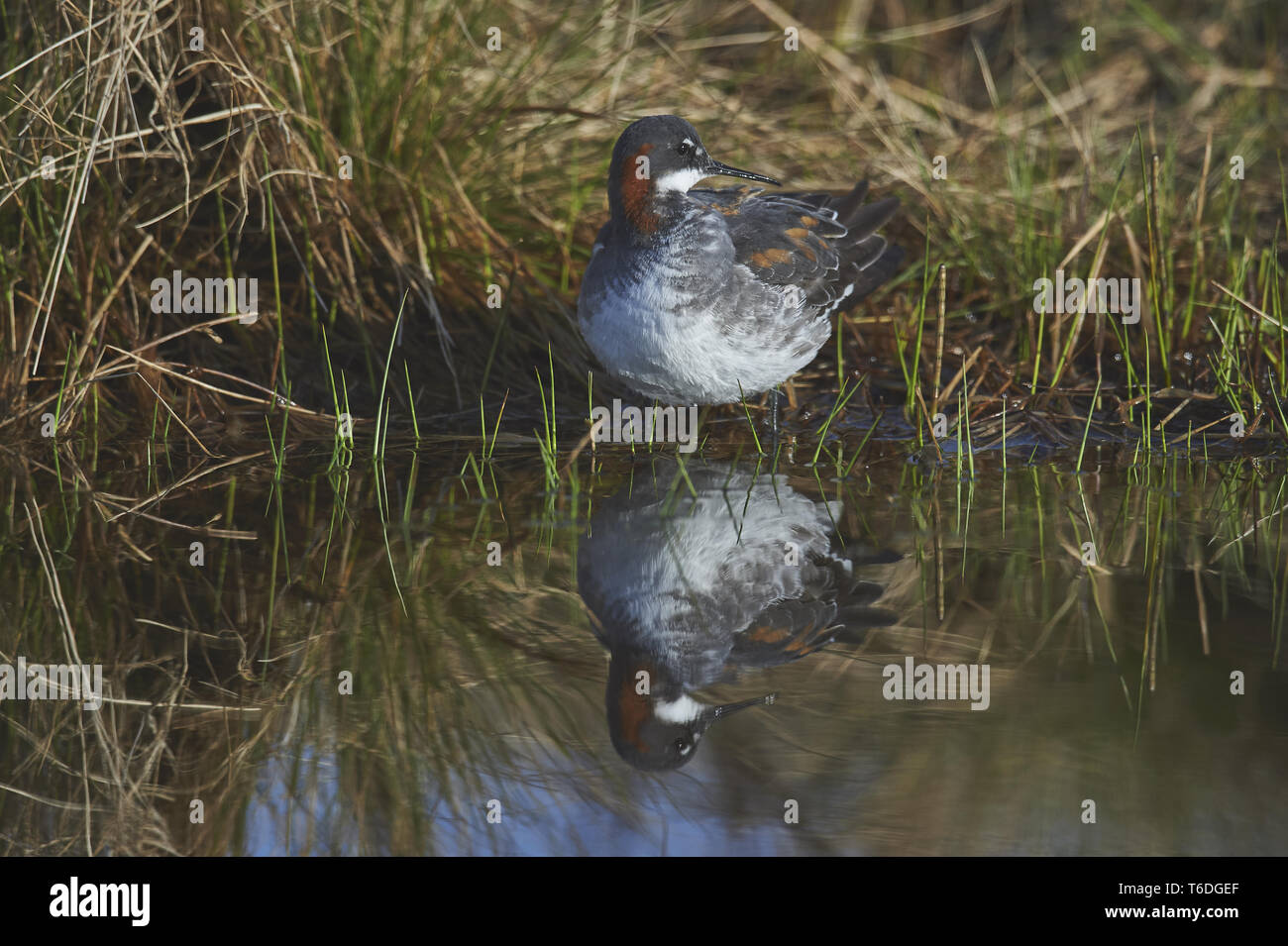 Charadriiformes phalaropus lobatus hi-res stock photography and images ...