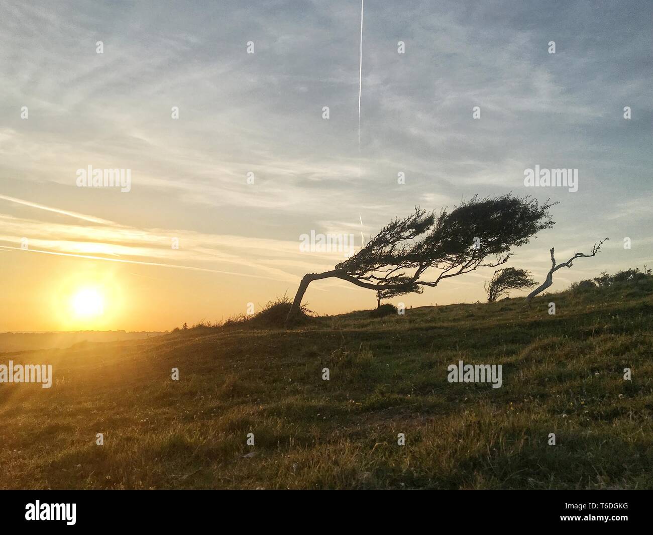 Tree storm bending hi-res stock photography and images - Alamy