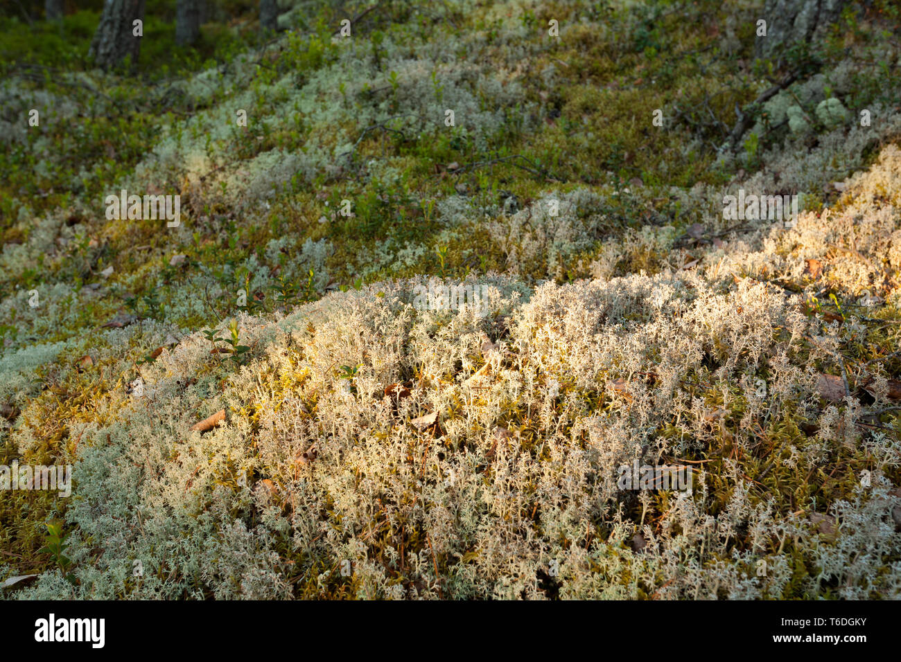 Lichen in forest nature background Stock Photo - Alamy